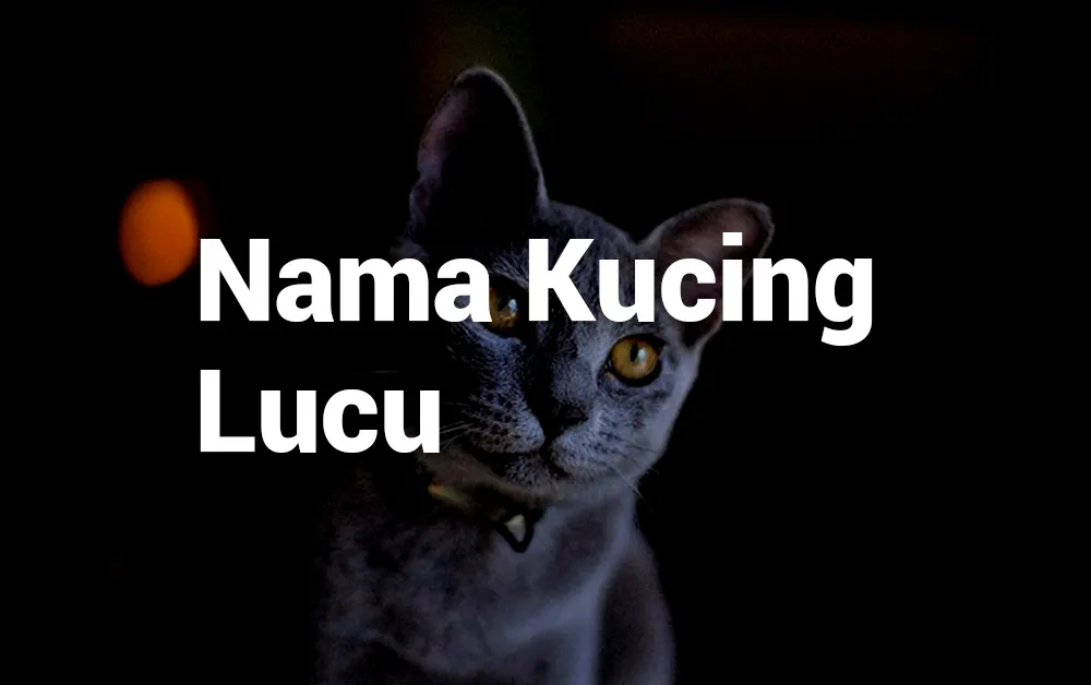 349 Nama Kucing Lucu, Unik, Bagus, Keren, Islami, Aesthetic! - Dianisa.com