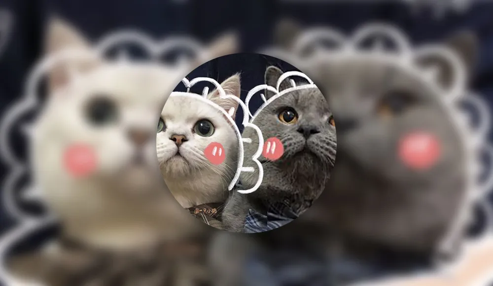 172 PP (Foto Profil) Kucing Couple Terpisah, Lucu Gemoy, dan Aesthetic ...